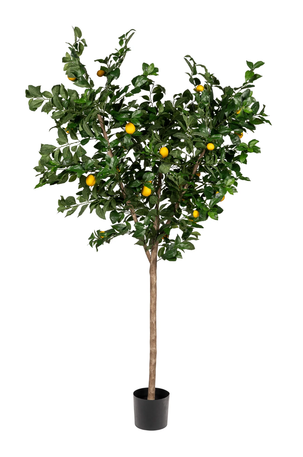 7’ Lemon Tree - UV Protected – Arcadia Modern Home